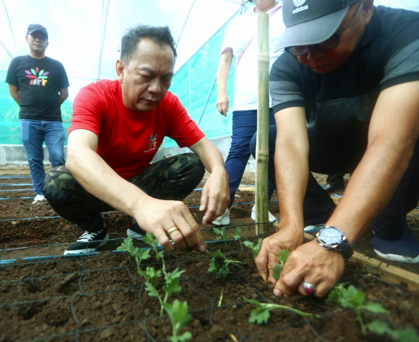 Krisan Kualitas Ekspor, Bunga Utama TIFF 2024, Mulai Ditanam Wali Kota ...