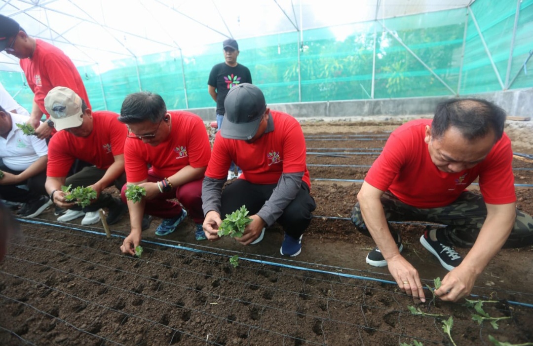 Krisan Kualitas Ekspor, Bunga Utama TIFF 2024, Mulai Ditanam Wali Kota ...